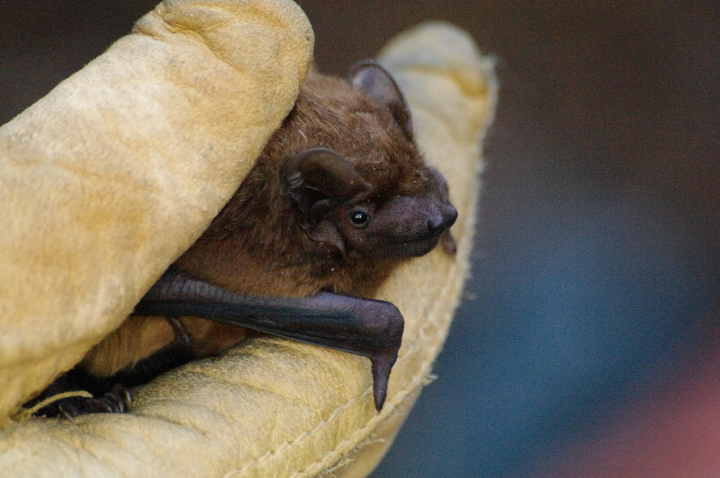 Gallery – Devon Bat Group