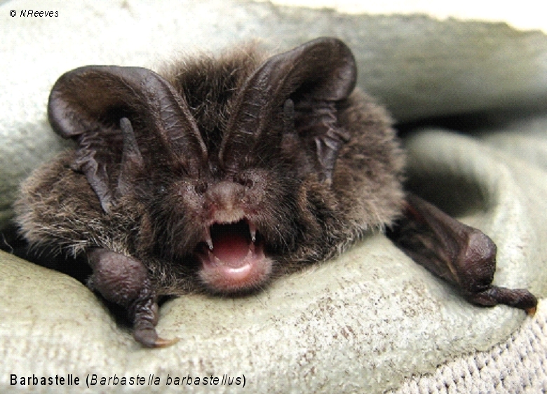 A-Z of Devon bats – Devon Bat Group