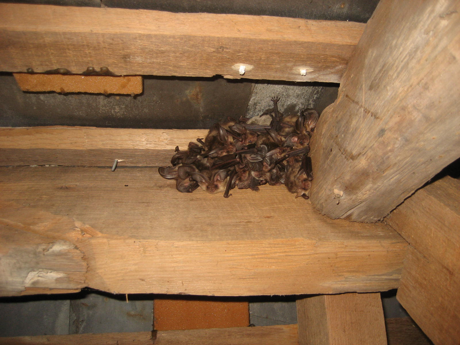 Gallery – Devon Bat Group