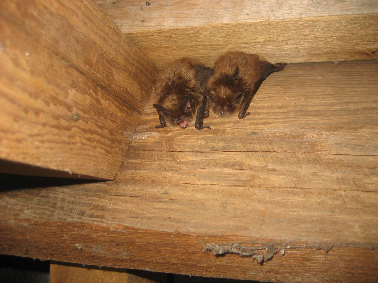 Gallery – Devon Bat Group