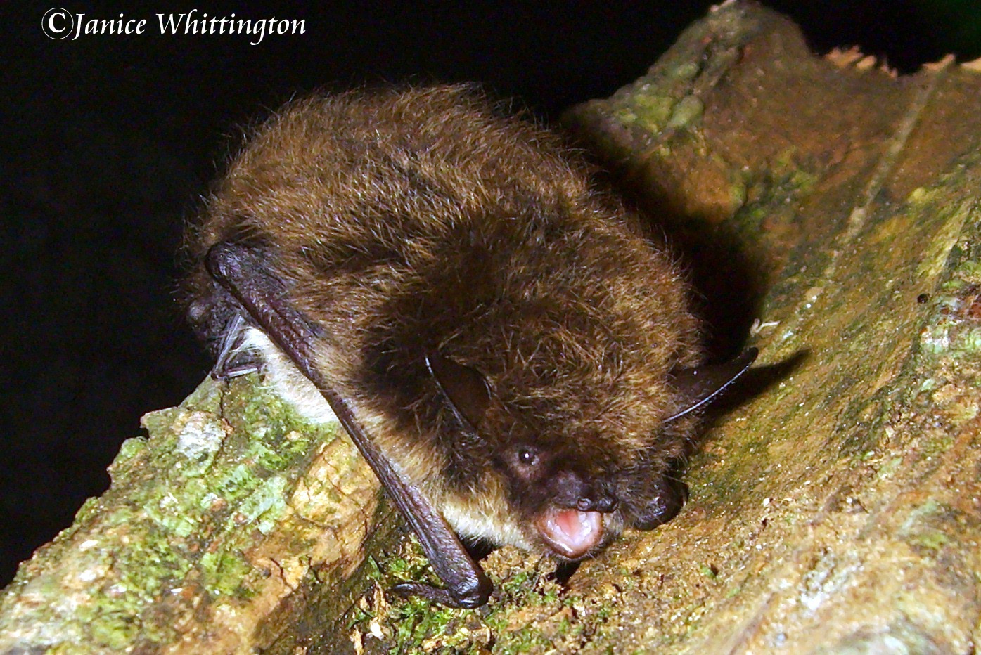 A-Z of Devon bats – Devon Bat Group