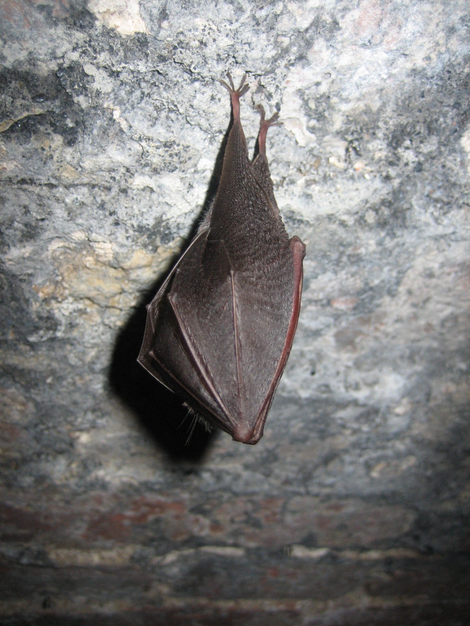 A-Z of Devon bats – Devon Bat Group