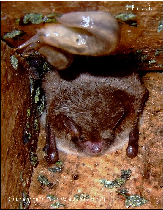 A-Z of Devon bats – Devon Bat Group