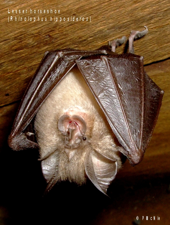 Gallery – Devon Bat Group